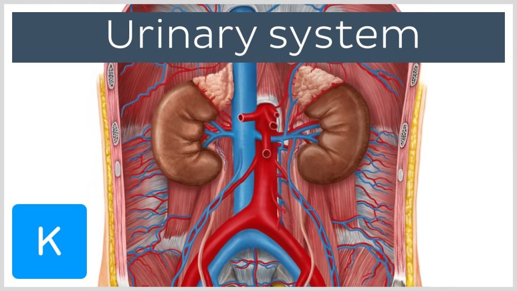 Lifestyle modifications to reduce the effects of aging on the urinary ...